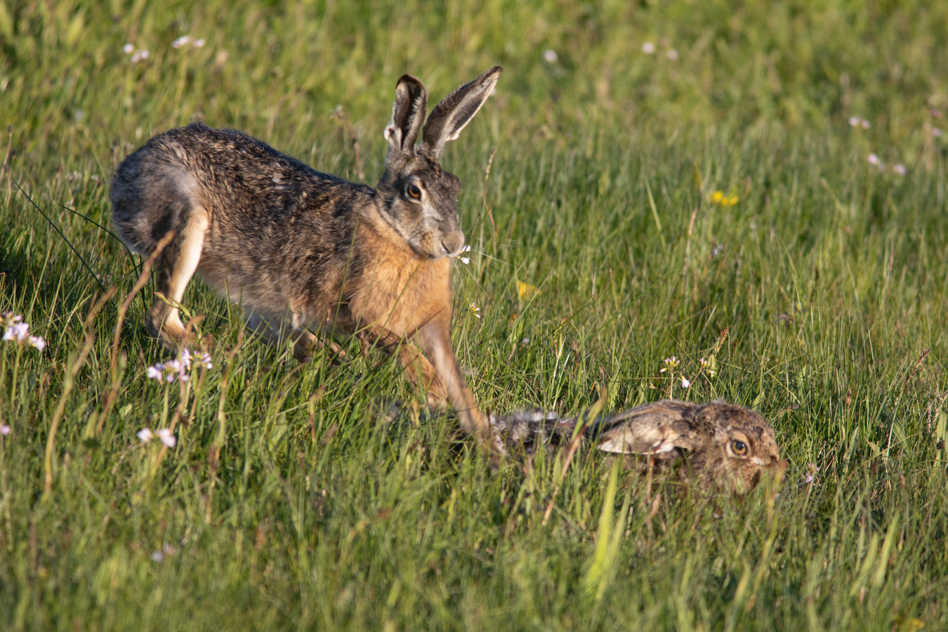 Er rennen ‘abnormaal veel’ hazen in de Eempolders, en het worden er nog ...
