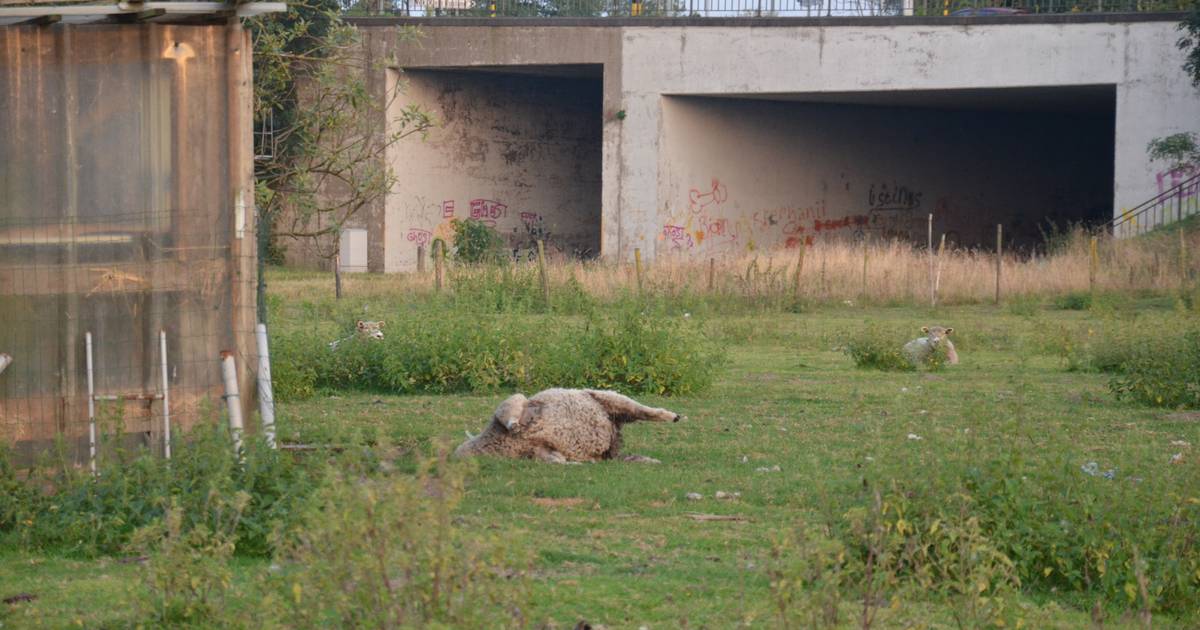 Dood schaap veroorzaakt ergernis | Regio | hln.be