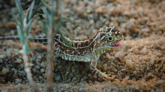 Wetenschappers doen bijzondere ontdekking: Australische reptielensoort ...