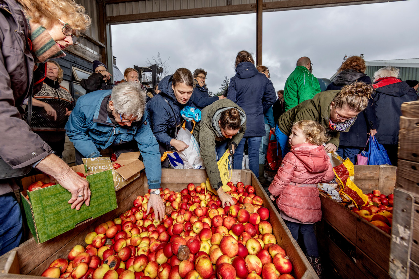 Topdrukte bij boer die biologische appels voor spotprijs verkoopt: ‘Als ...