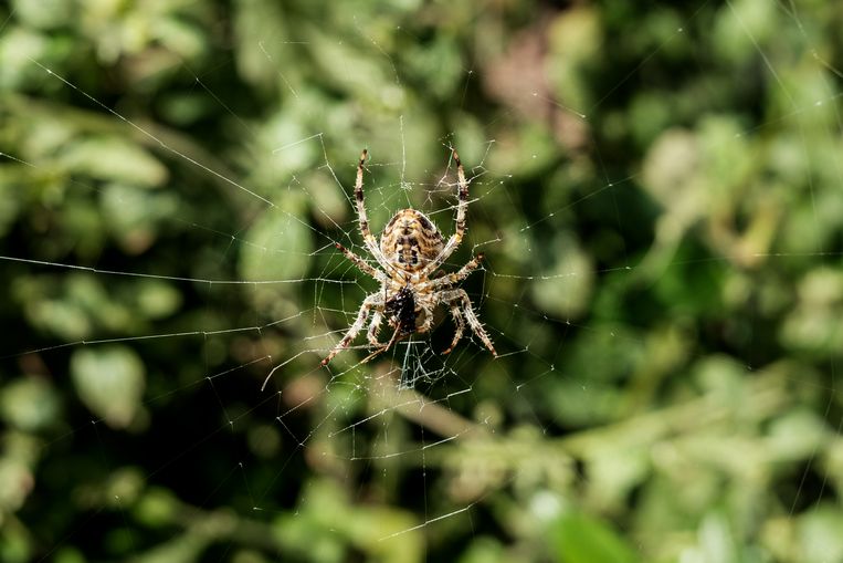 Speciale aandacht tijdens spinnentelweekend voor zuidelijke nieuwkomer ...