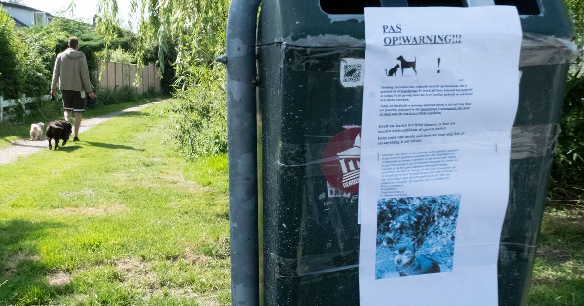 Onrust in Stromenwijk door dode poes en zieke hondjes: ‘Zo wilde ik ...