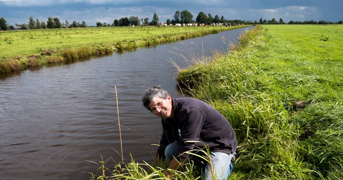 Koeien kunnen de hele dag in de wei dankzij de mobiele melkrobot van ...