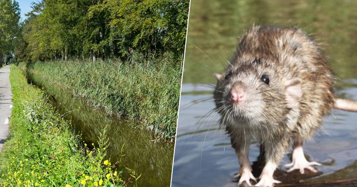 41 graden koorts, enorm trillen en zwarte gal spugen: Cees werd ...