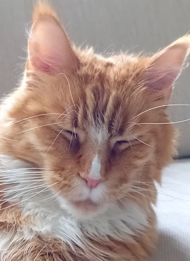 Dit zijn jullie inzendingen van de leukste katten op Wereldkattendag 2023 | Foto | AD.nl