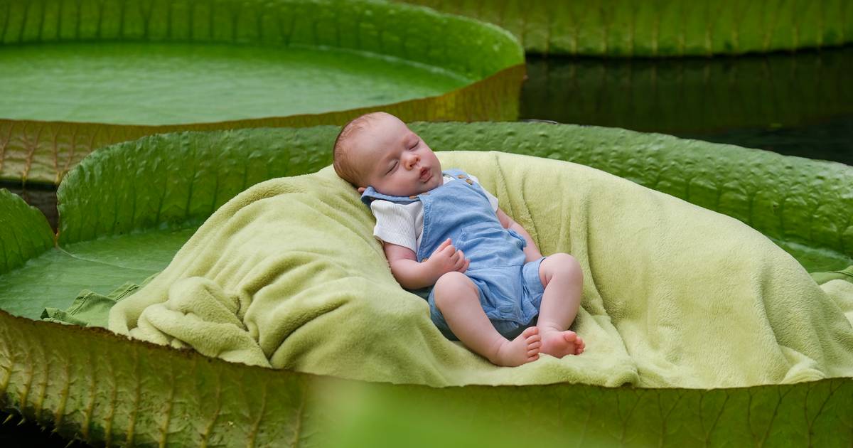 Tickets unieke fotoshoot 'Jouw baby op onze reuzenwaterlelie' in ...