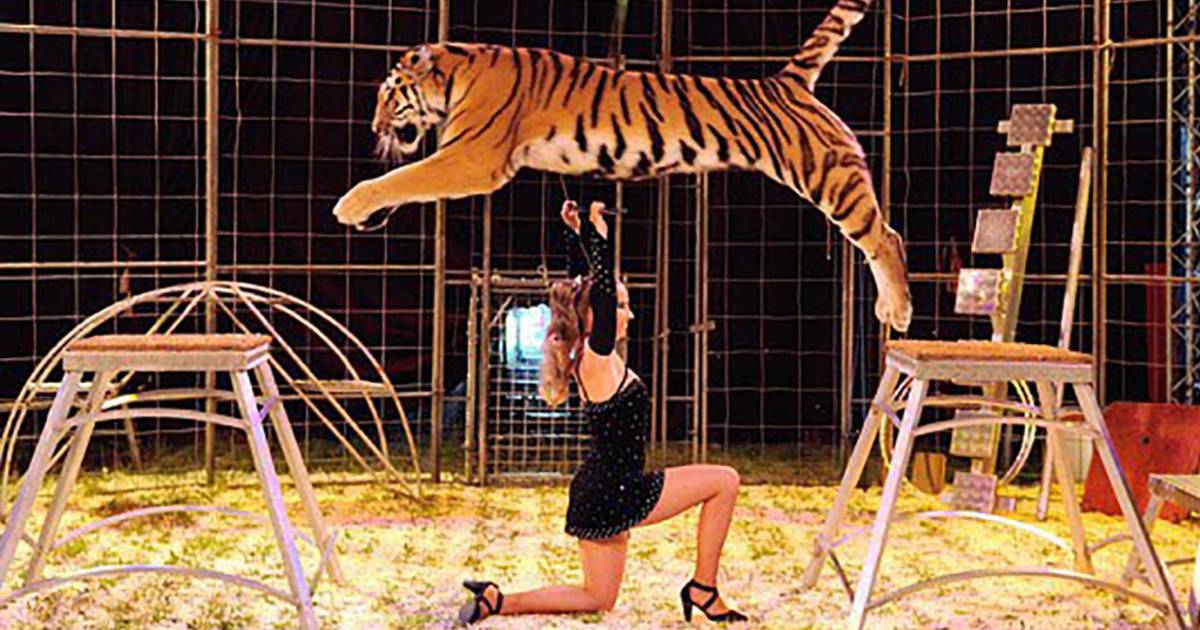Circus Renz 'gewoon' op toernee met wilde dieren | Amersfoort | AD.nl