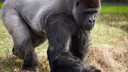 Ontroerend: gorilla’s en verzorgers nemen afscheid van dode Bauwi (33 ...
