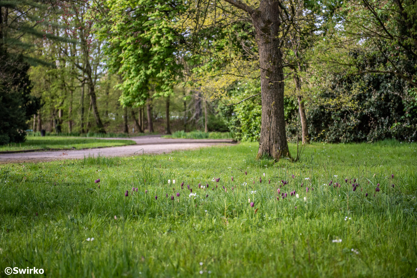 Zo haal je het meeste uit een wandeling door het stadspark: natuurgids ...