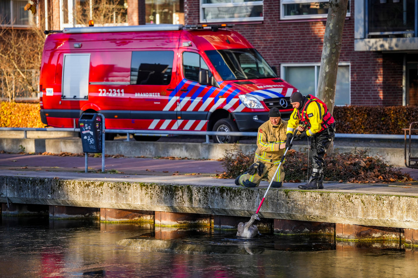 Jonge zwaan vriest vast op ijs in Eindhoven en wordt bevrijd door brandweer | Foto | ed.nl