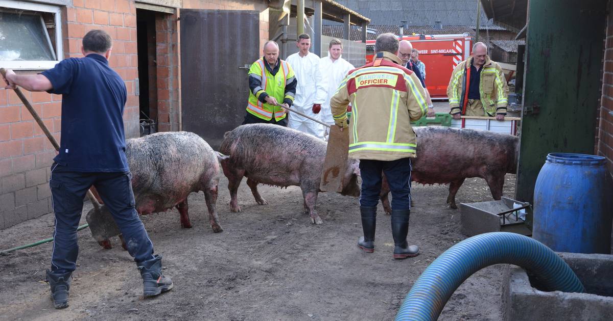 Brandweer redt varkens uit aalput | Temse | hln.be