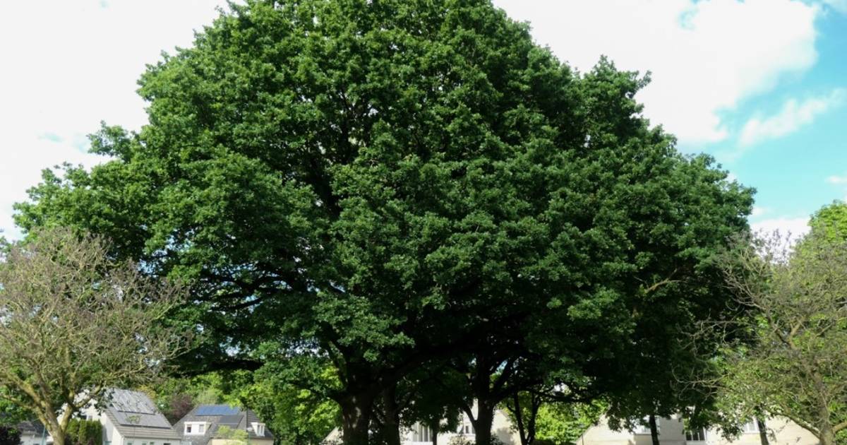 Welke boom in Heeze-Leende is de mooiste? Zaterdag 17 juni fietstocht ...