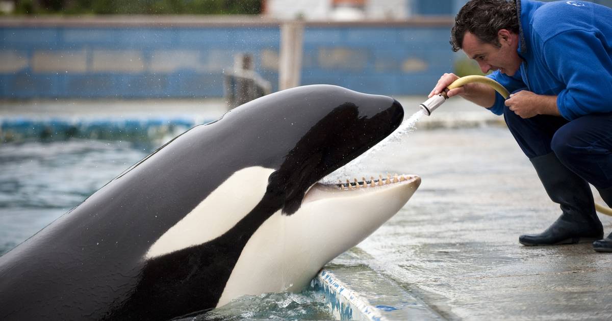 Orka Morgan krijgt documentaire | Nieuws | gelderlander.nl