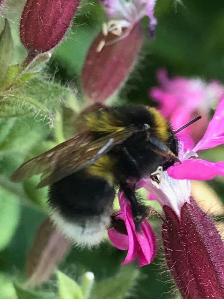 Na twee jaar heb ik eindelijk een volwassen insectenbalkon | De Volkskrant