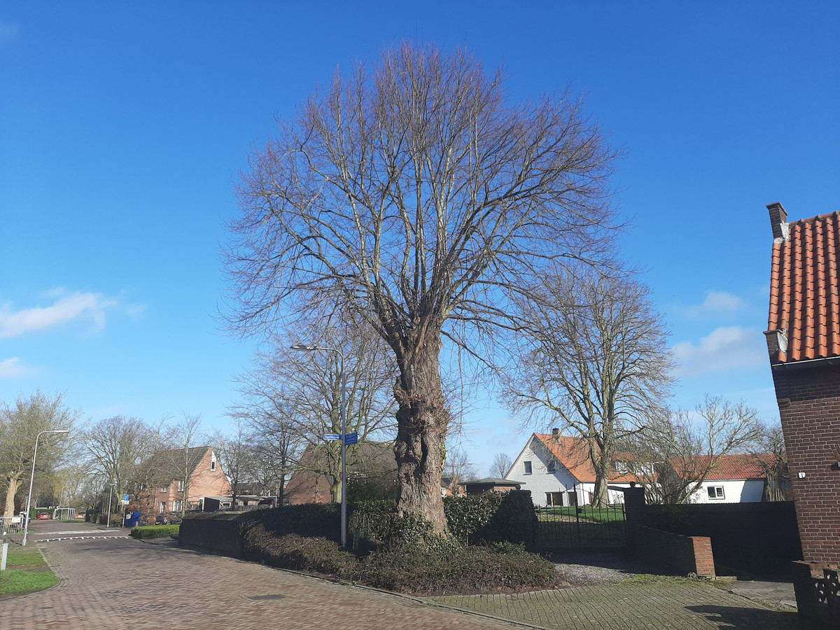 Een boom die jong én oud is; hoe kan dat? Een klein wonder in Drunen ...