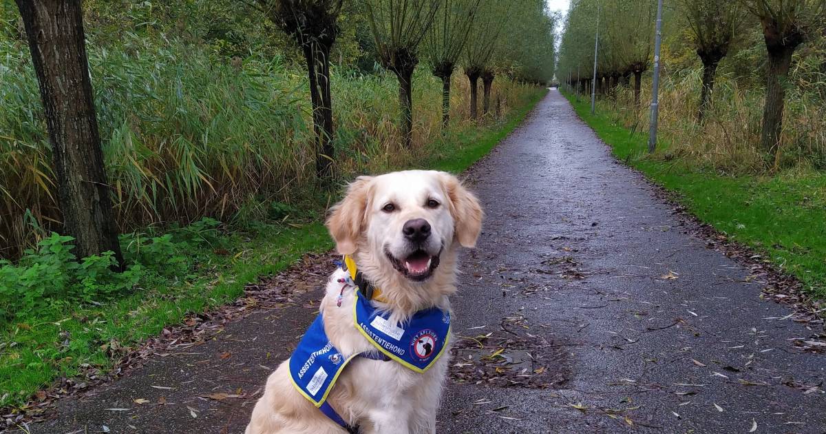 MIJN FOTO | Met Joyca de assistentiehond op weg naar het ...
