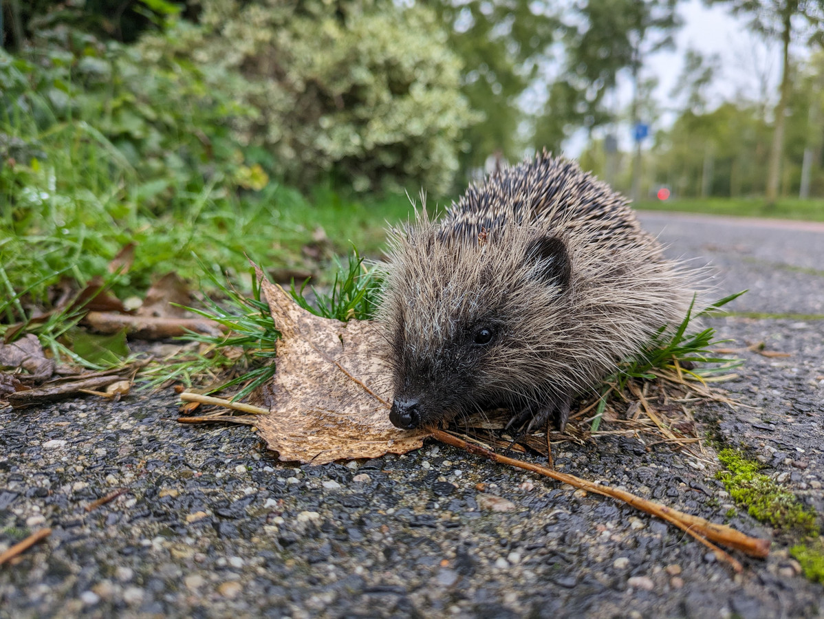 Help de egel de winter door. Leg bijvoorbeeld een egelsnelweg aan in je ...