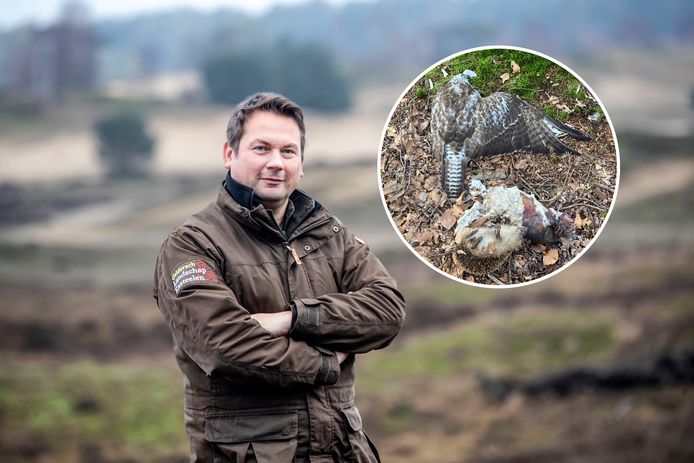 Boswachter Roy geschokt door vergiftigde buizerd: ‘Nu de broedtijd ...