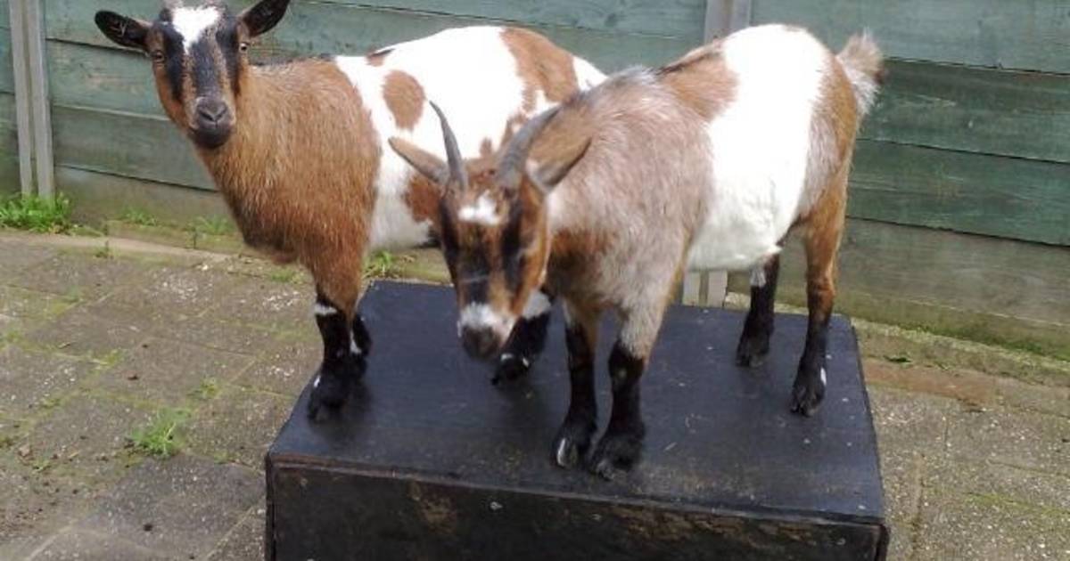 Geiten gedumpt bij kinderboerderij in Ede | De Vallei | gelderlander.nl