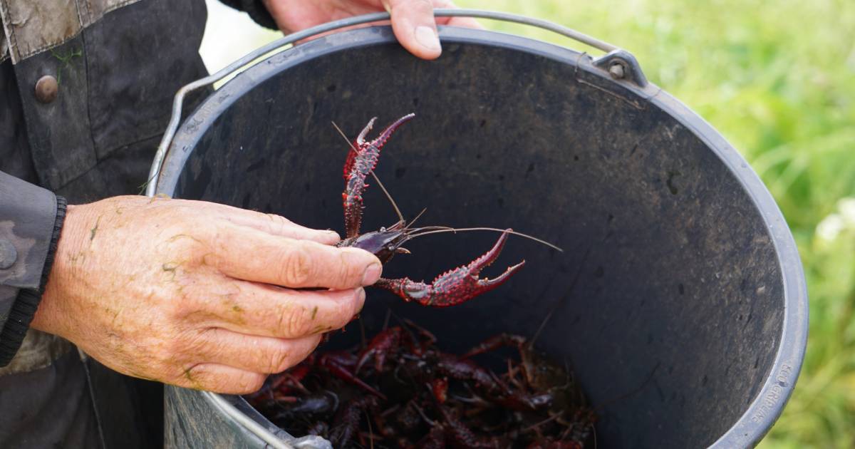 Massaal kreeften vangen is succes: waterplanten keren terug (maar er ...