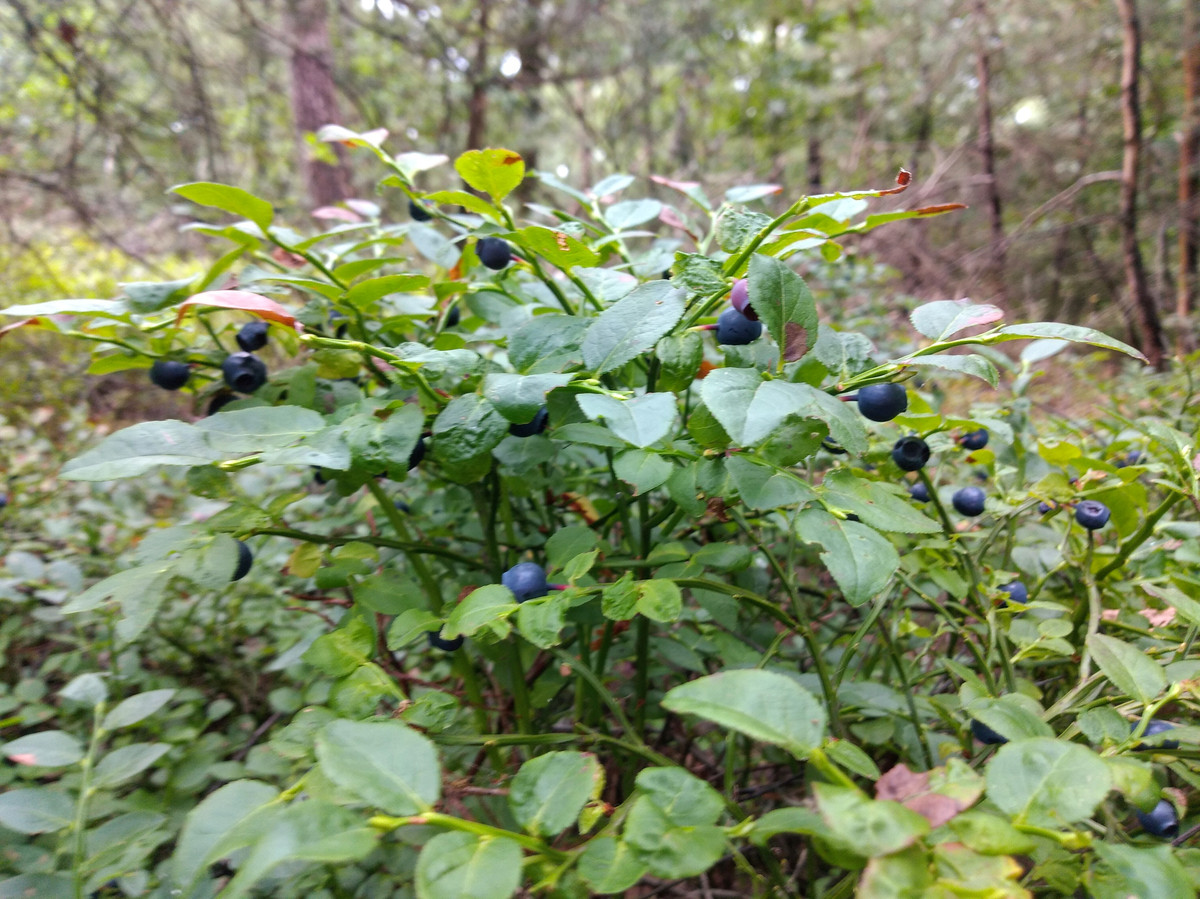 Het is weer bosbessentijd: ‘Plukken mag, maar voor eigen gebruik’ | Foto | gelderlander.nl