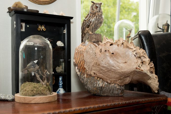 Hester Loeff is één van de bekendste amateur-paleontologen van ...