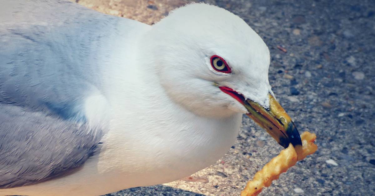 De meeuw weet preciés waar hij moet zijn in Rotterdam | Dierenmens | AD.nl