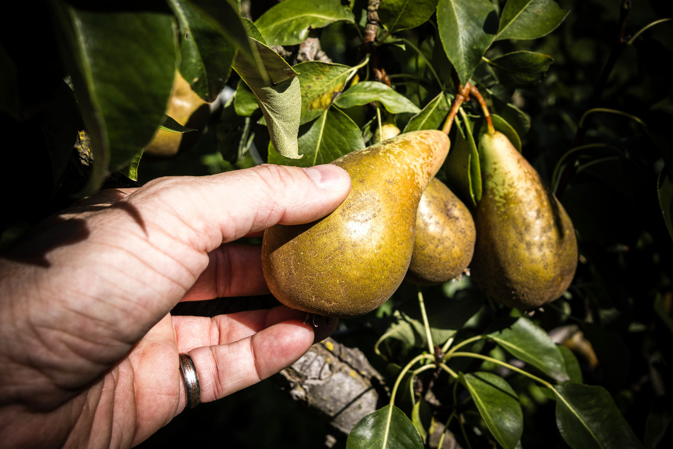 Mobiele stokerij maakt van afgekeurde peren stroop: ‘We geven zo weer ...
