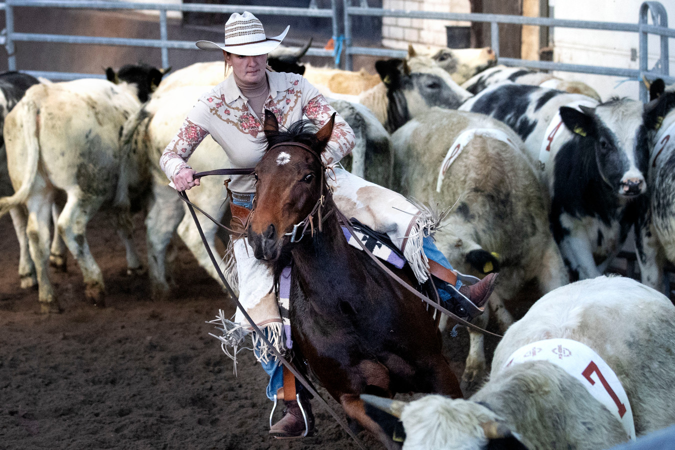 Cowboys en cowgirls genieten weer van Westerndays | Foto | ed.nl