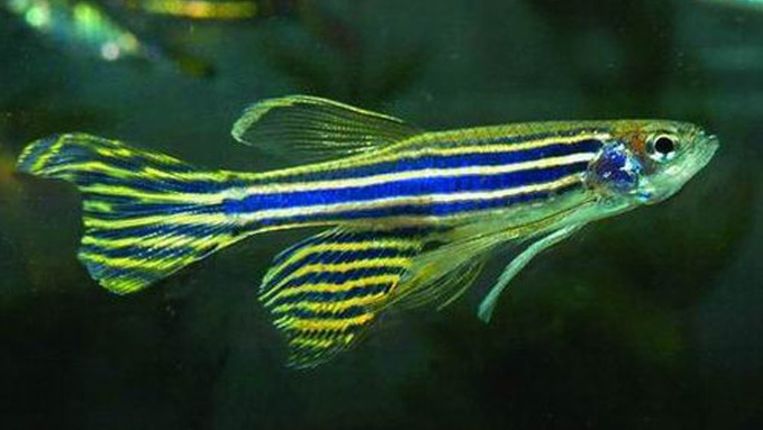 Leuvense onderzoekers vinden in zebravis piste voor behandeling ...