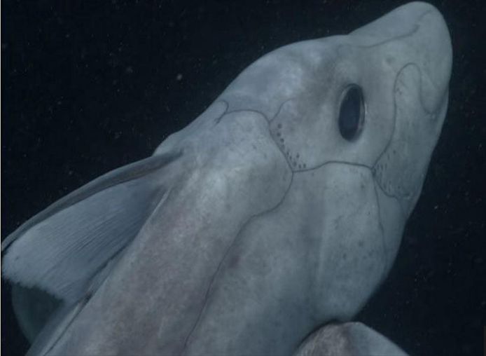 Nooit eerder gefilmd: spookhaai van de diepzee | Dieren | hln.be