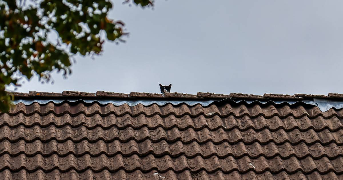 Brandweer redt avontuurlijke kat van dak in Zevenkamp | 112 nieuws ...