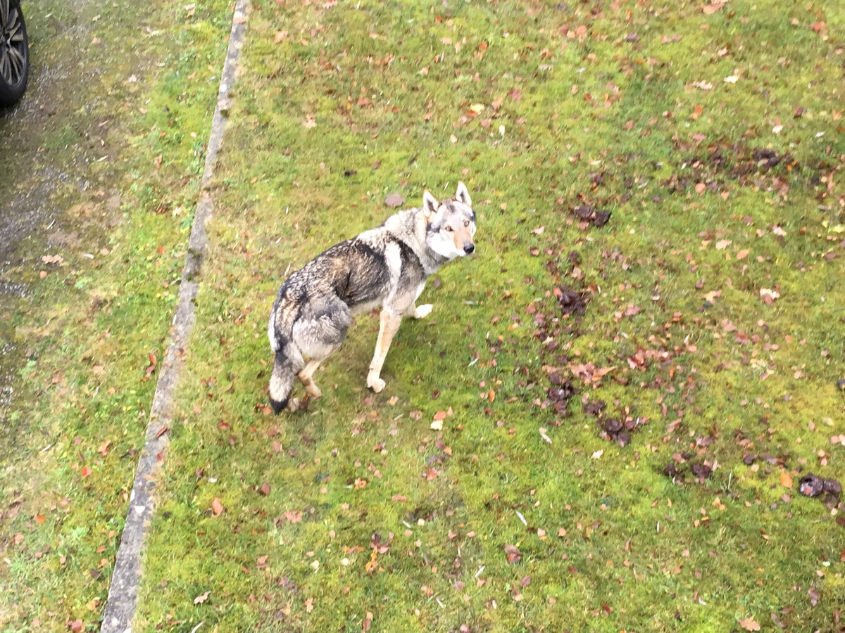 Iedereen denkt wolven te zien! Is dit een dronebeeld van de ...