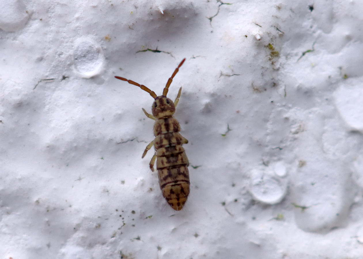 Springstaarten in de tuin: minuscule beestjes zijn van groot belang ...