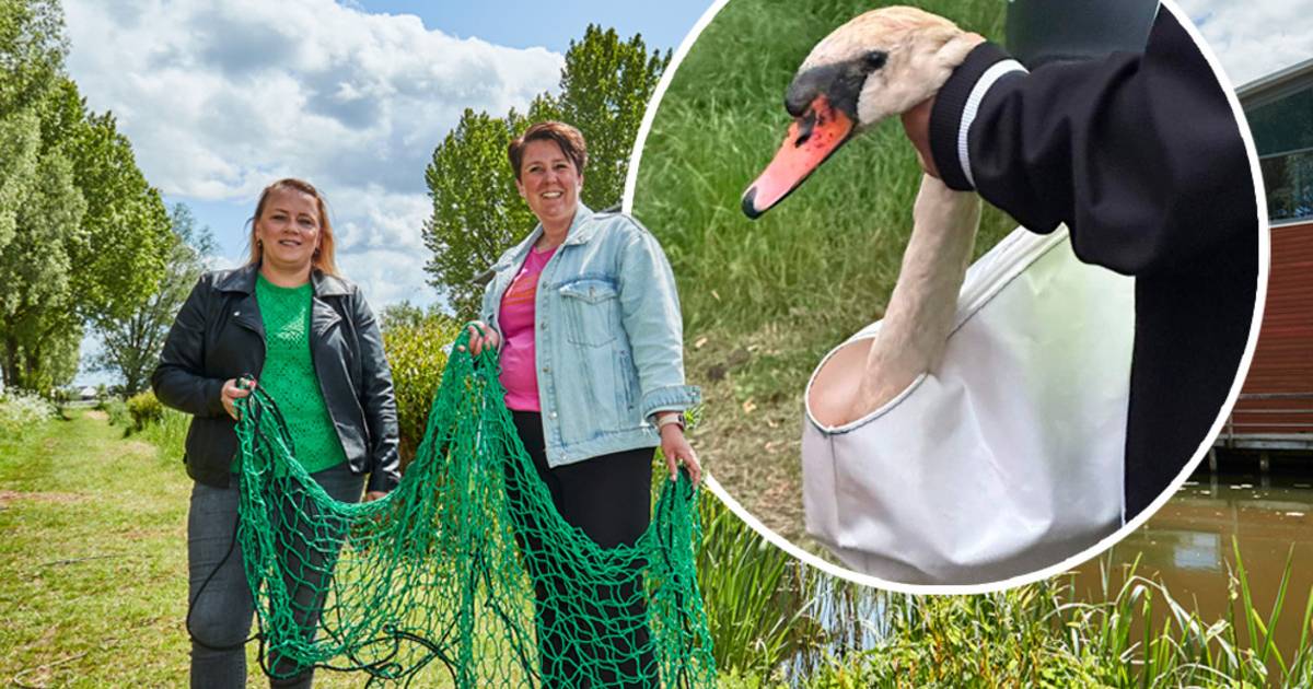 Zutphenaren redden zwaan van wisse dood: ‘Laat geen visdraad achter in ...
