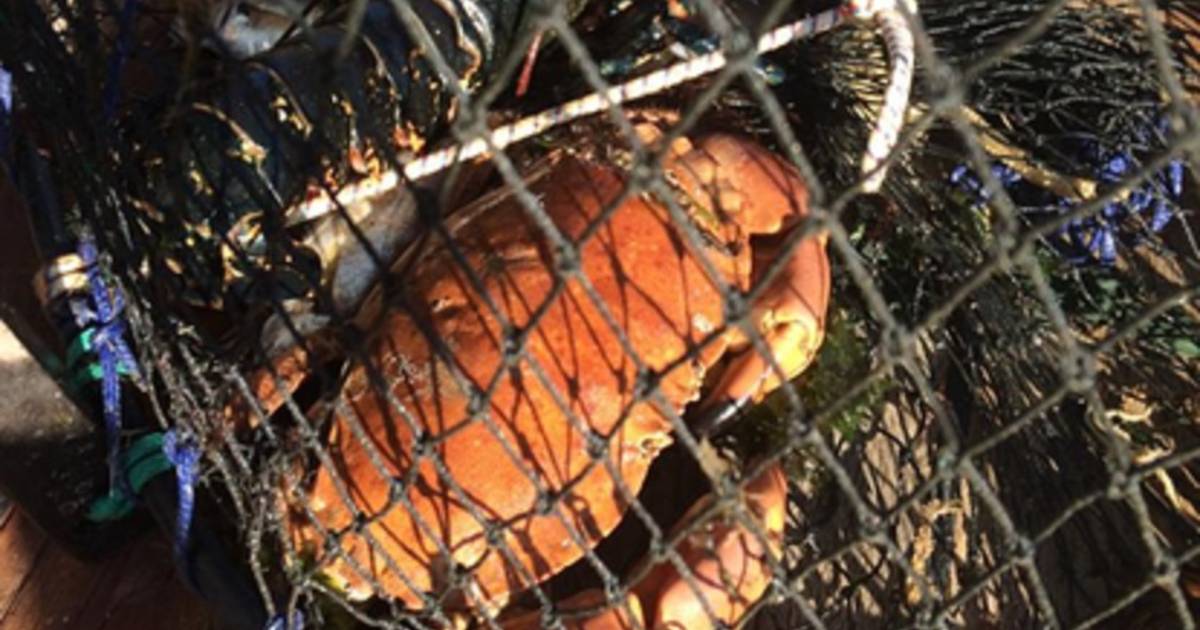 89 illegale fuiken voor kreeften en palingen aangetroffen op ...