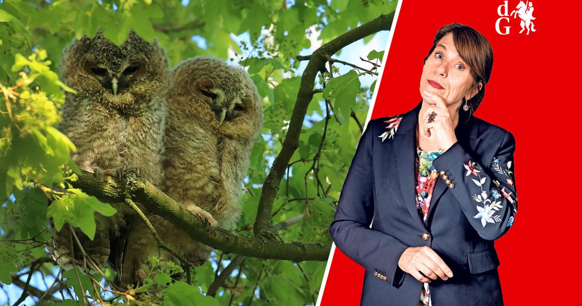 Ineens kregen we een melding dat er bosuiltjes onder een boom in de tuin zaten | Columns Irene ...