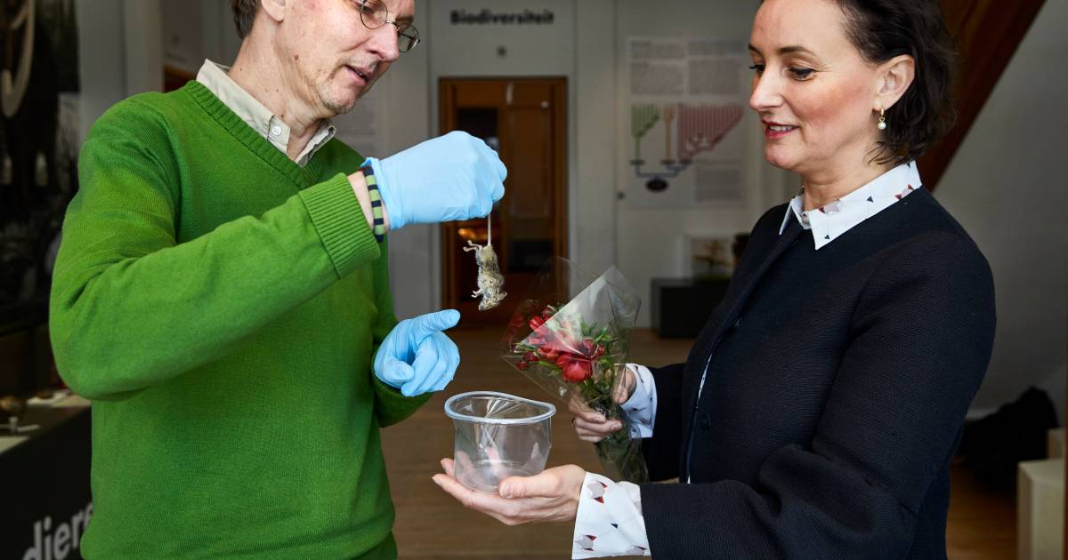 Dode muis uit Markthal wordt een pronkstuk in museum | Rotterdam | AD.nl