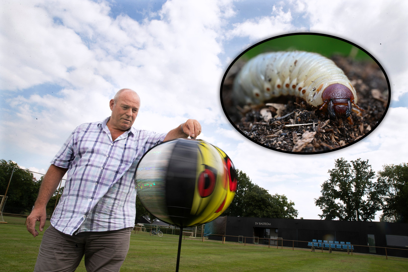 Engerlingen en vogels vreten voetbalvelden op: ‘Het is één doffe ...