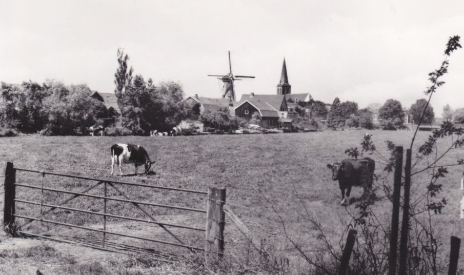 Korenmolen in Cothen krijgt dankzij acties zijn glans terug met ...