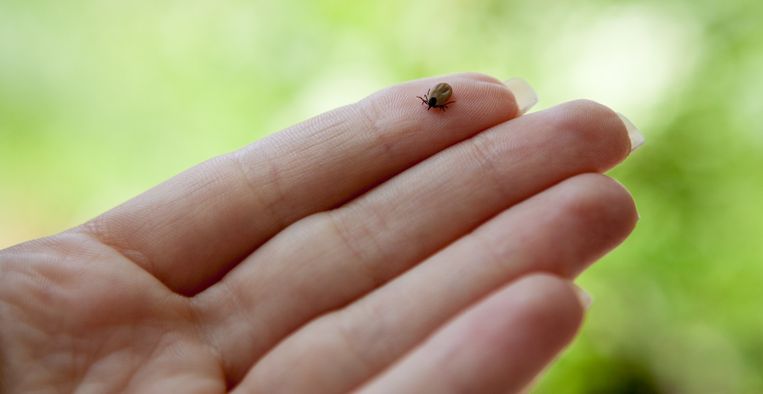 Zó herken je welk beestje je heeft gebeten en wat je moet doen