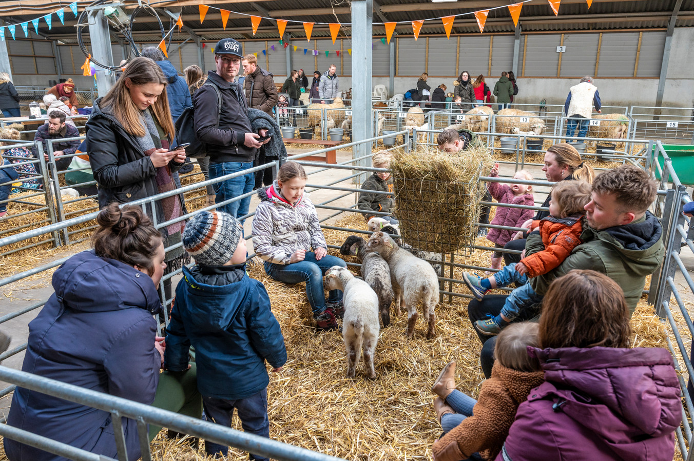 Drukker dan ooit bij kraamvisite in Zeeland: knuffelen met lammetjes ...