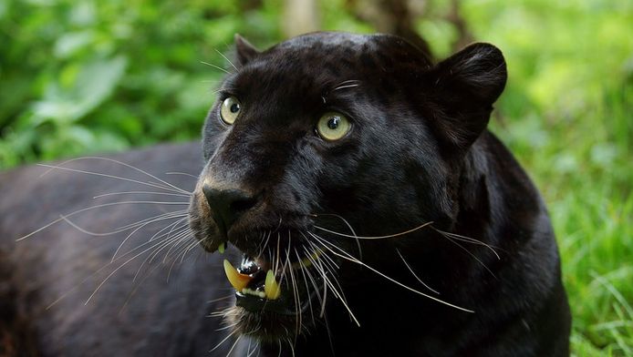 Le mystère de la panthère noire s'épaissit | Ecologie | 7sur7.be