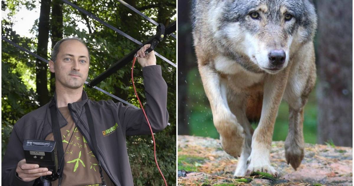 Natuurvereniging vzw Durme ontdekt sporen van wolf in Lokeren: “Eerste ...