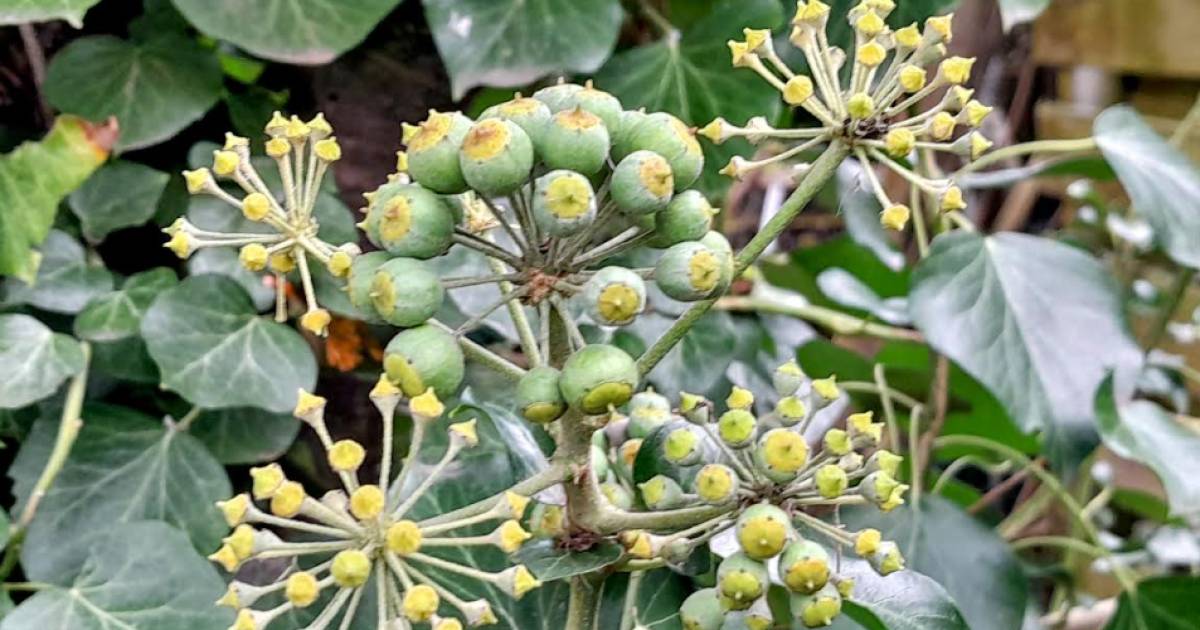 Met bloeiende klimop in je tuin blijven de wespen weg bij je limonade ...