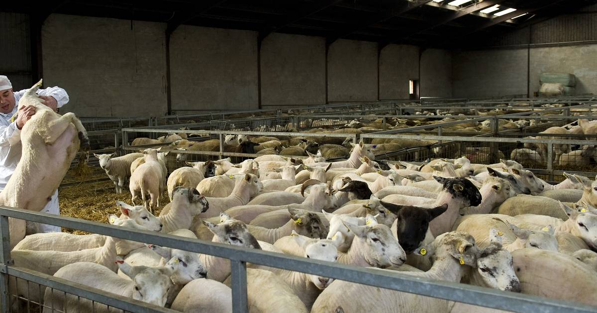 Slachthuis in Overrijssel slacht illegaal | Binnenland | destentor.nl