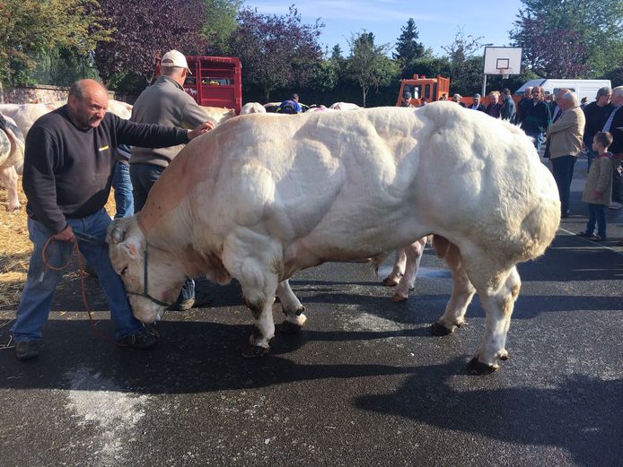 Dikbillen stelen show tijdens zonovergoten jaarmarkt | Dendermonde | hln.be