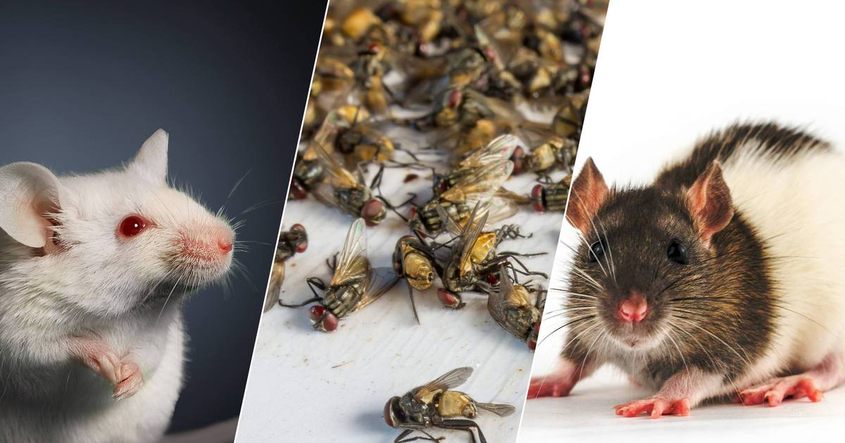 Zo heb je geen last van ratten of muizen, op een diervriendelijke ...