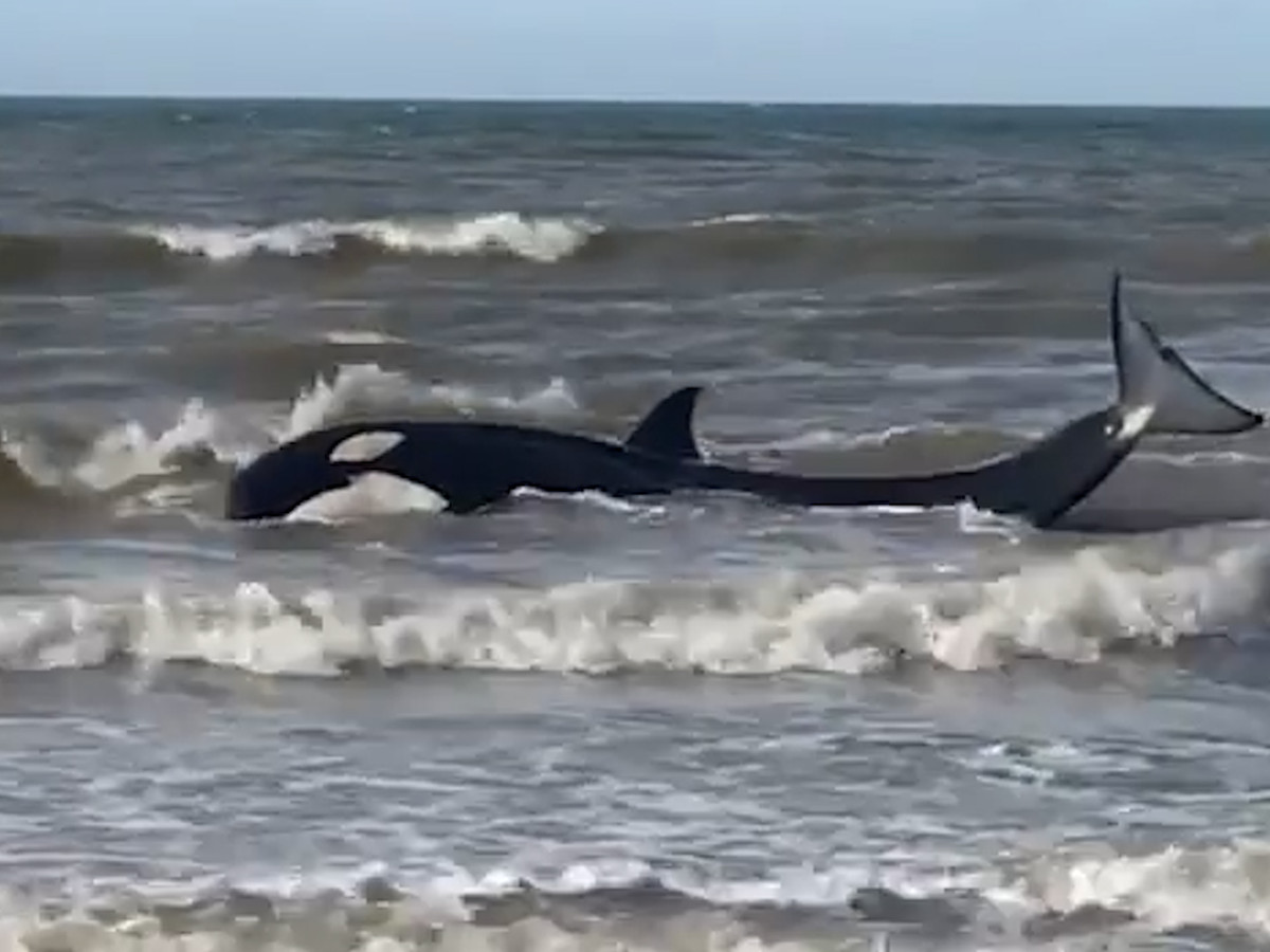 Deux orques s’échouent à Cadzand, l'une d’entre elles décède après une ...