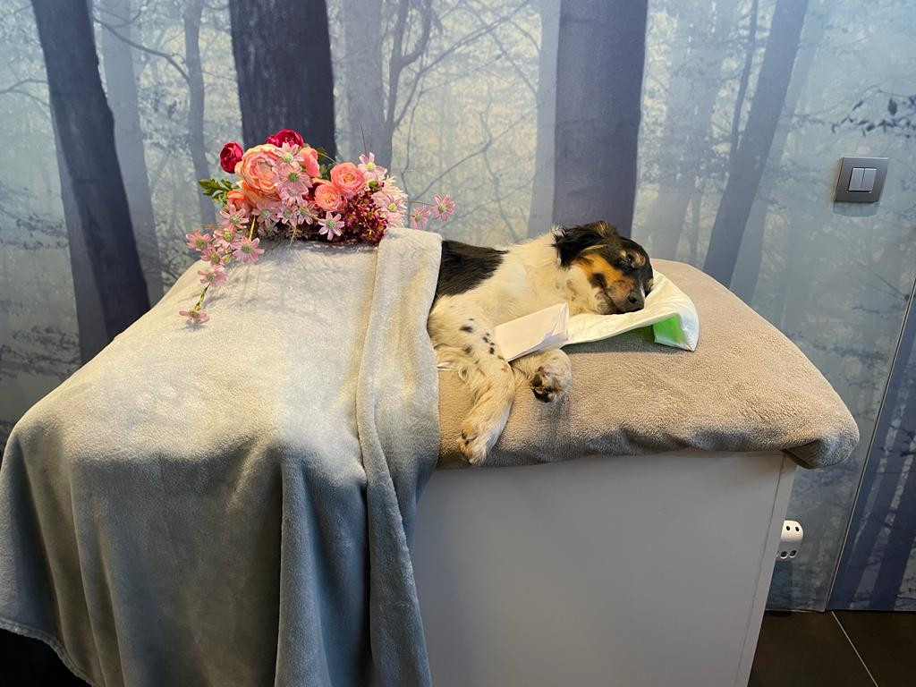 Hond Nala sterft nadat ze uit pure angst voor knallen van bommetjes ...